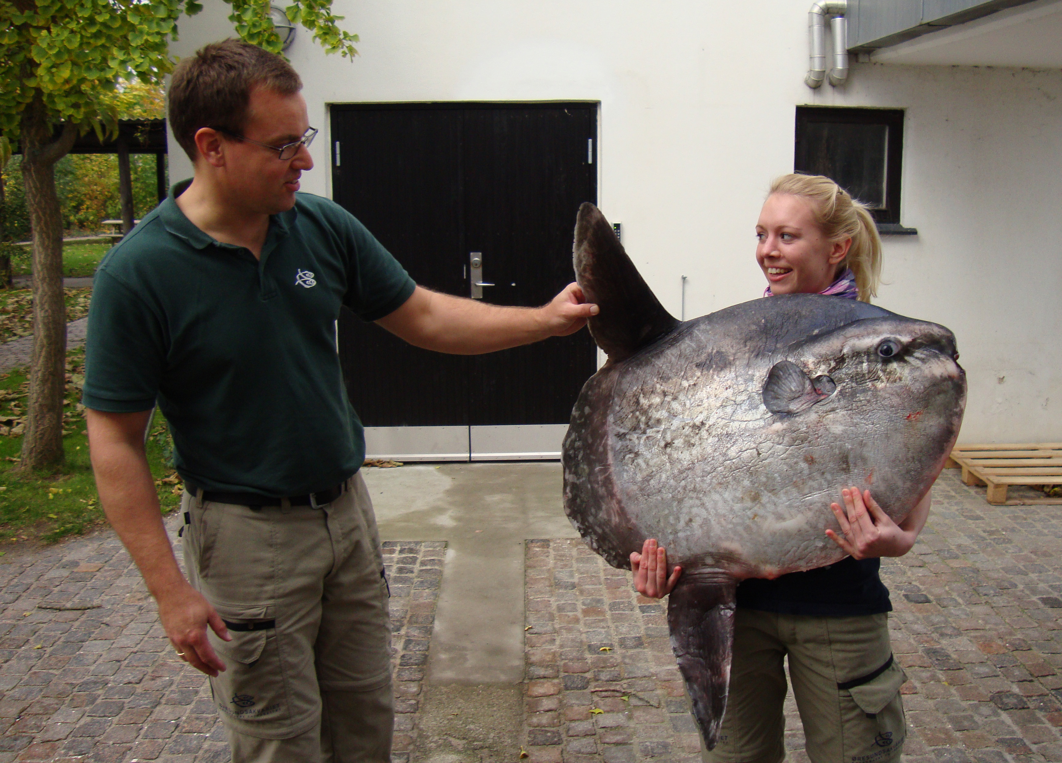 Masser af klumpfisk i de danske farvande – Københavns Universitet